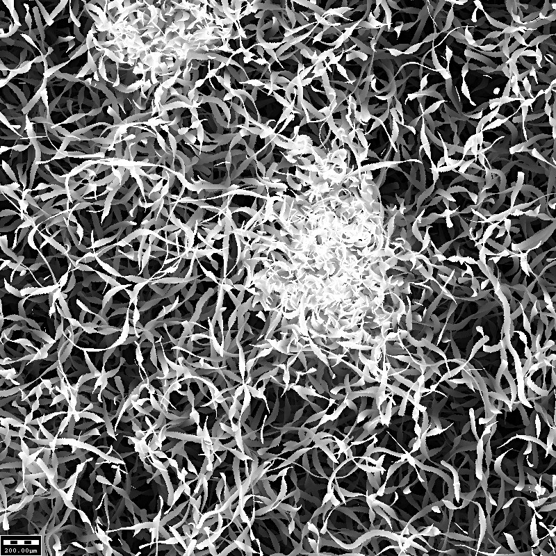 Cellulosic Materials - Fraunhofer ITWM